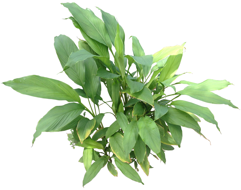 Halamang Gamot / Herbal Medicine: Luyang dilaw - Tagalog