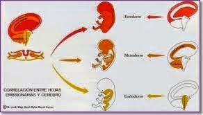 BETTY SALUD: MEDICINA GERMANICA DE HAMER OTRA MANERA DE VER LA ENFERMEDAD