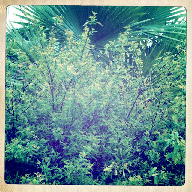 Nice Phone: Histoire contemporaine d'un buisson ordinaire sur la Côte d ...