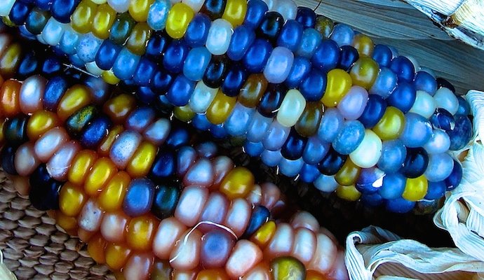 prairiemary: WILD GRASS, TAME GRAIN