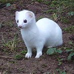 Universo Animal: Mustélidos, pequeñas fieras del bosque