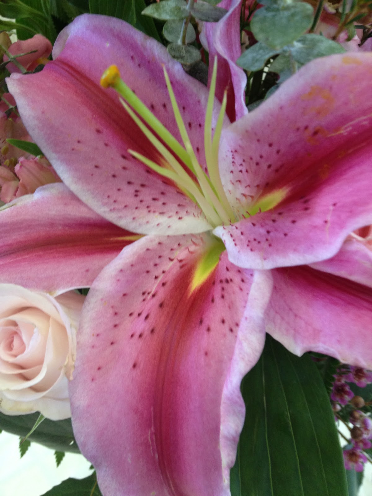 LifeLookLens: Spring, Flowers, & Grumpy Day Grouchiness