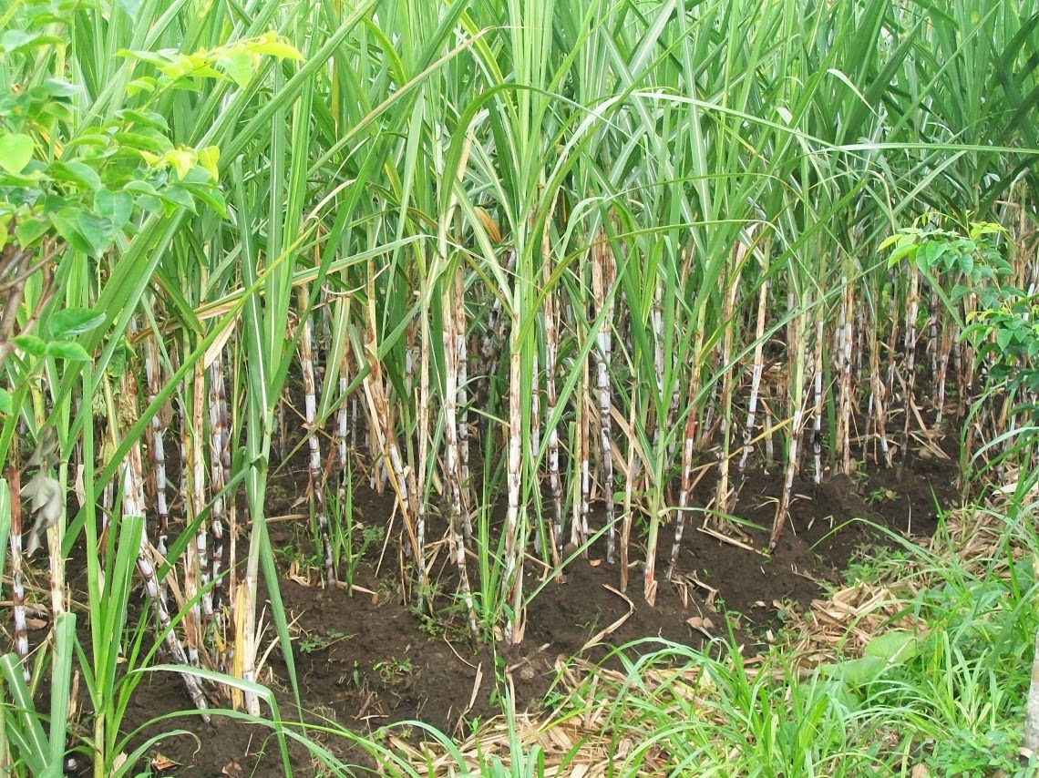 CARA MENANAM DAN BUDIDAYA TEBU | Pertanian