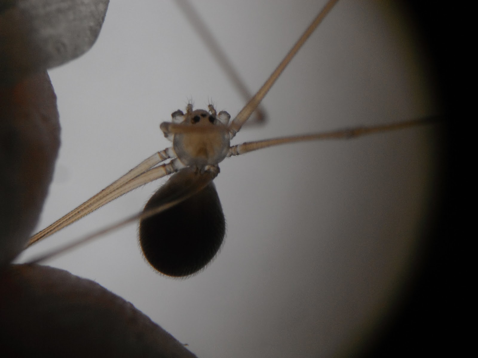 A TRAVÉS DEL ESTEREOSCOPIO : Araña Casera " Pholcus Phalangioides ...