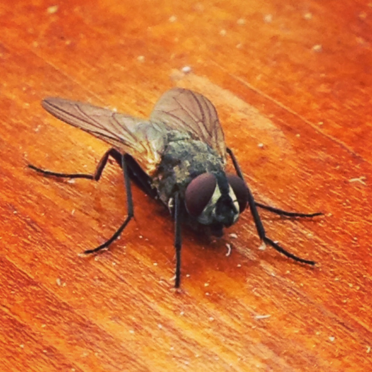 Nastasia: En fluga på väggen