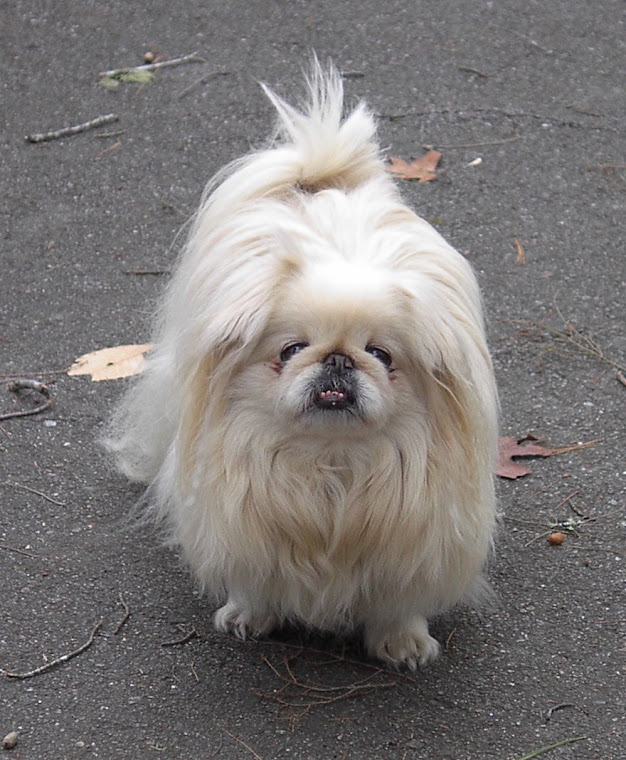 Cushings Disease in Dogs: Sugar