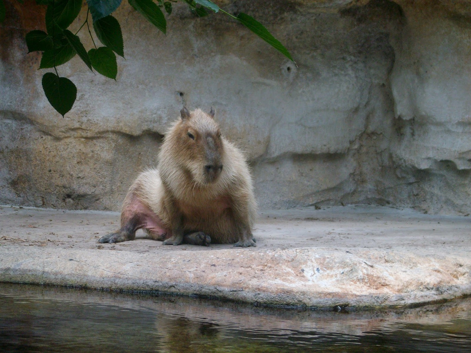 ZooZooReview: Best 100 Animals We Have Seen In Zoos (70-61)