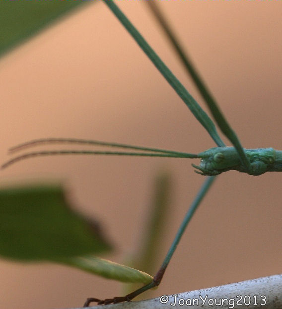 South African Photographs: Cape Stick Insect (Phalces brevis) M