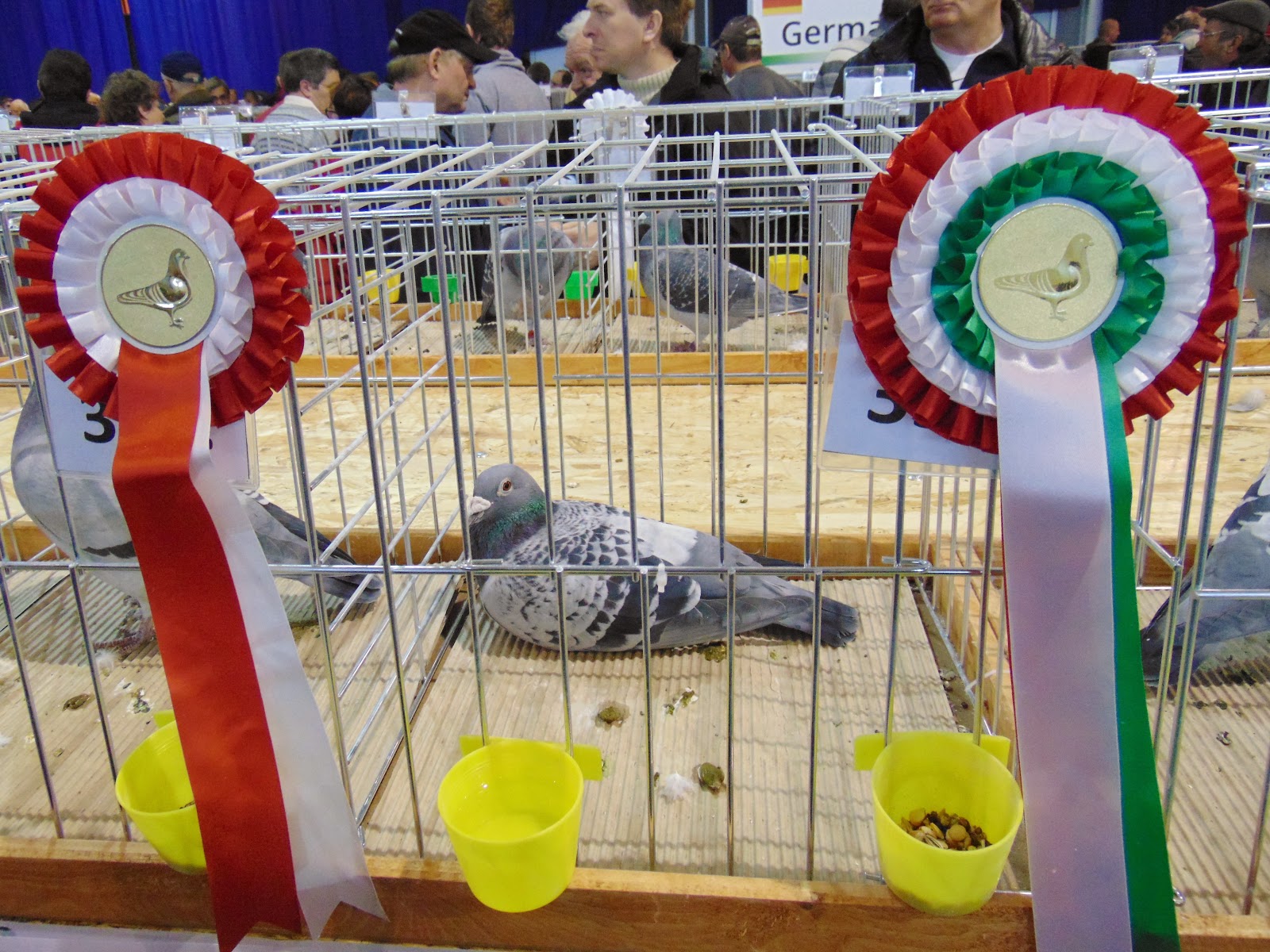 postagalambok: Postagalamb olimpia Magyarországon