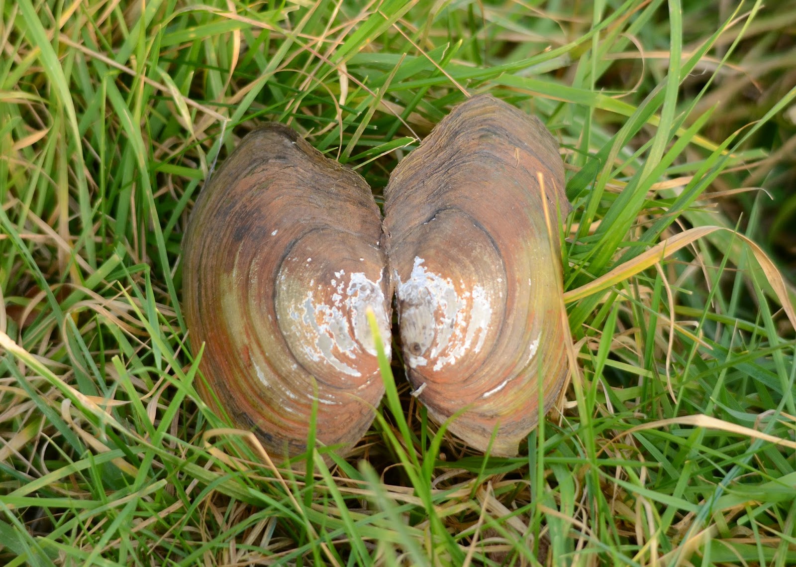 Bird and Bug Diaries...: Bosley Reservoir