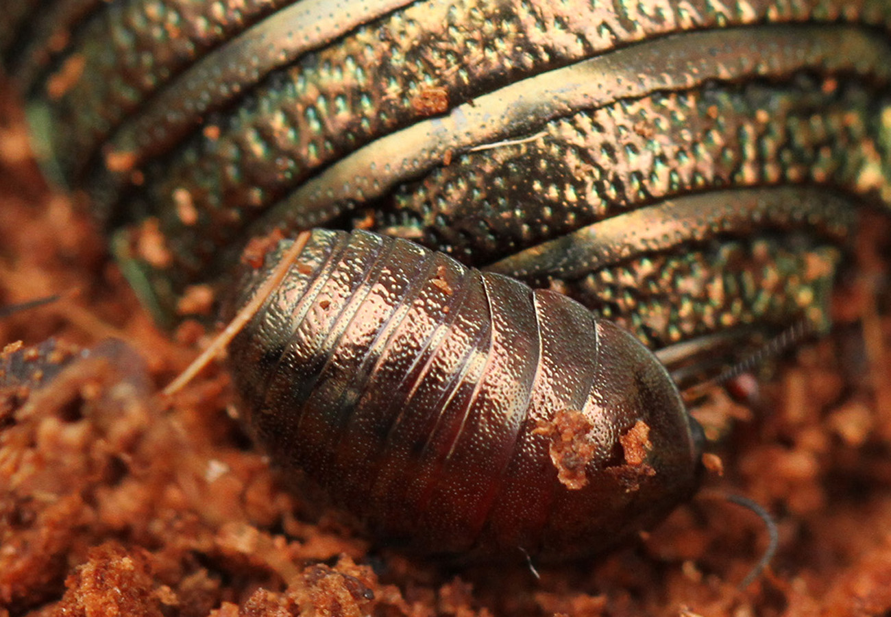 Species New to Science: [Entomology • 2018] Rediscovered and New ...