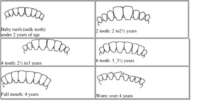 Age determination - cattle, sheep and goats ~ Amass Farming Tips & Info