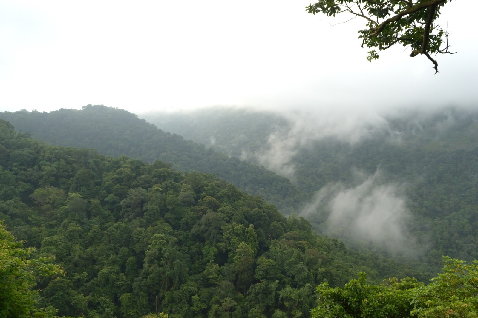 Wild Indian Explorer: Valley Of Silence - Silent Valley National Park ...