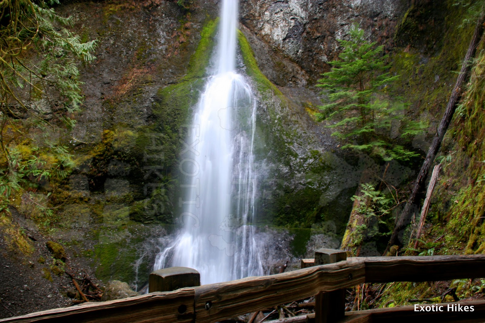 Olympic Peninsula Hikes, Guides and Updates: Lake Crescent and Marymere ...