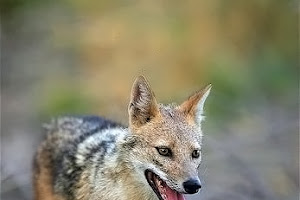 Çakal nedir ne demektir? Anlamı - Laf Sözlük