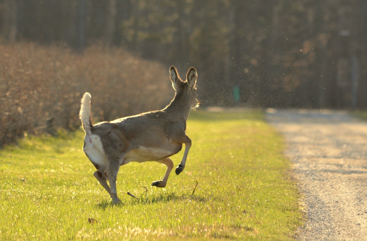 Woods Walks and Wildlife: Airborn Deer