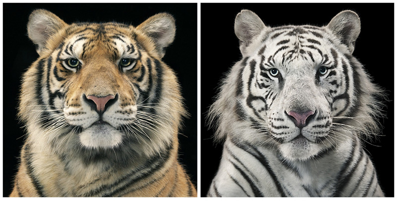 El Hurgador [Arte en la Red]: Tim Flach (II, 'More Than Human ...