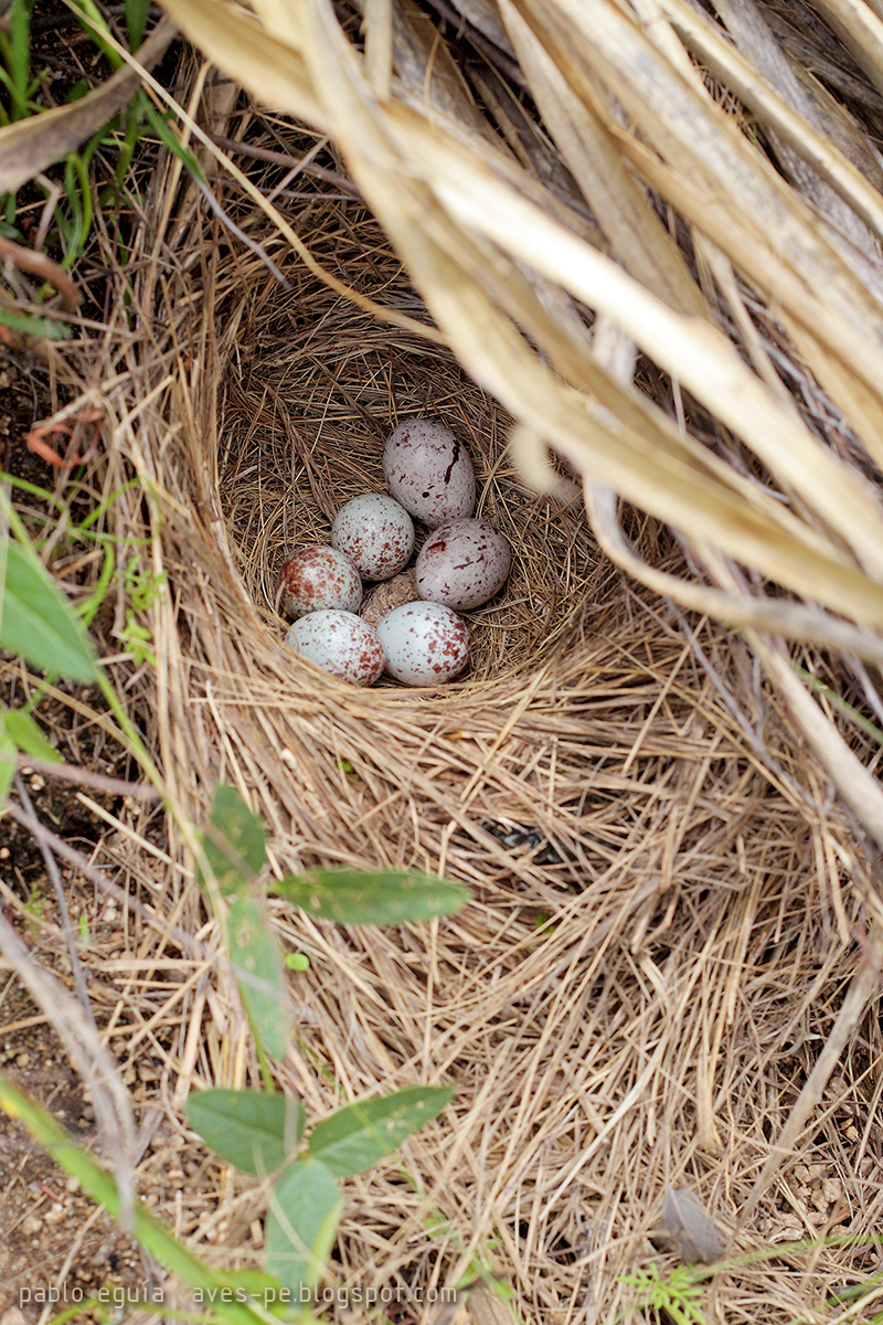 mis fotos de aves: 12/01/12