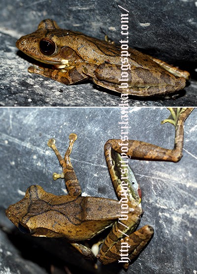 Biodiversity of Sri Lanka: Common hourglass tree frog (Polypedates ...