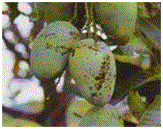 PENGEDAR BAJA ORGANIK NANOSEL TAWAN DANG (RED SUN): Penyakit Pokok ...