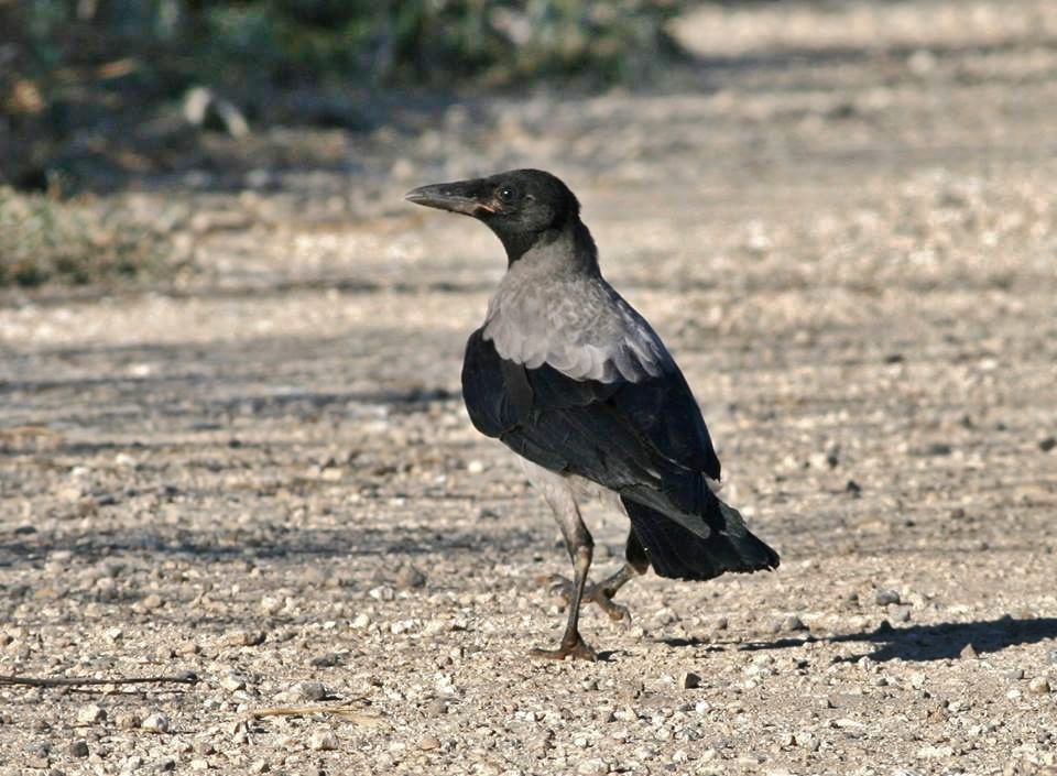 Biodiversity of Cyprus by NGO Protection of the Natural Heritage and ...