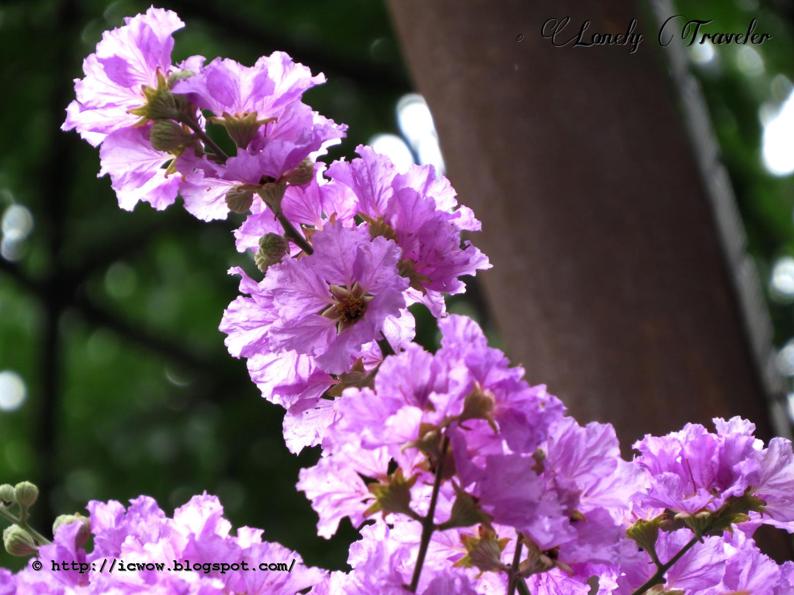 Jarul ful (জারুল ফুল) - Lagerstroemia speciosa