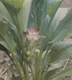 TANAMAN HERBAL
