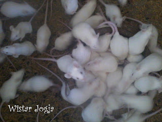 Ready Tikus Putih Penelitian Wistar Mencit Balb/C: Juni 2012