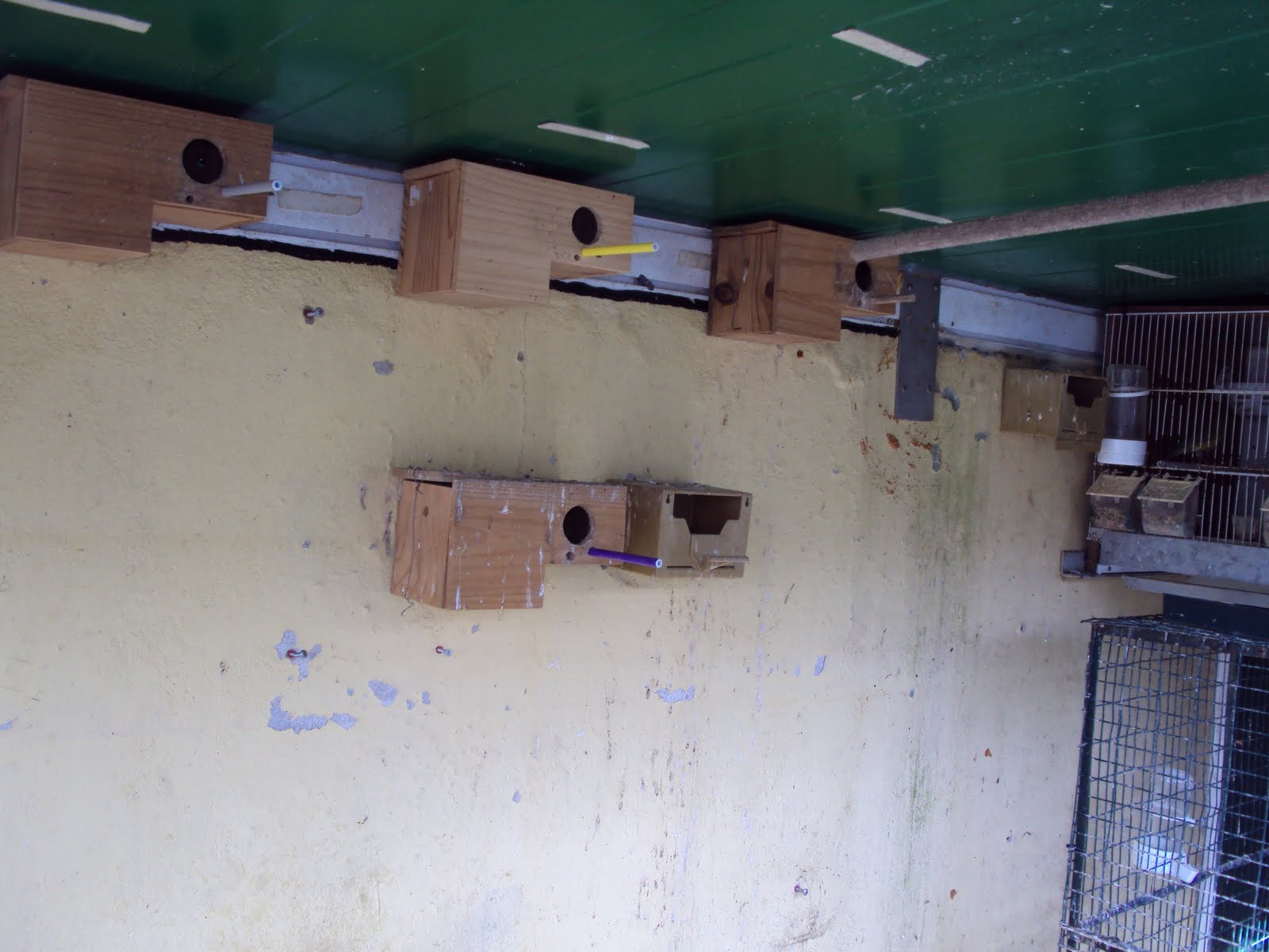 Exotic-utopia: Pardais de java