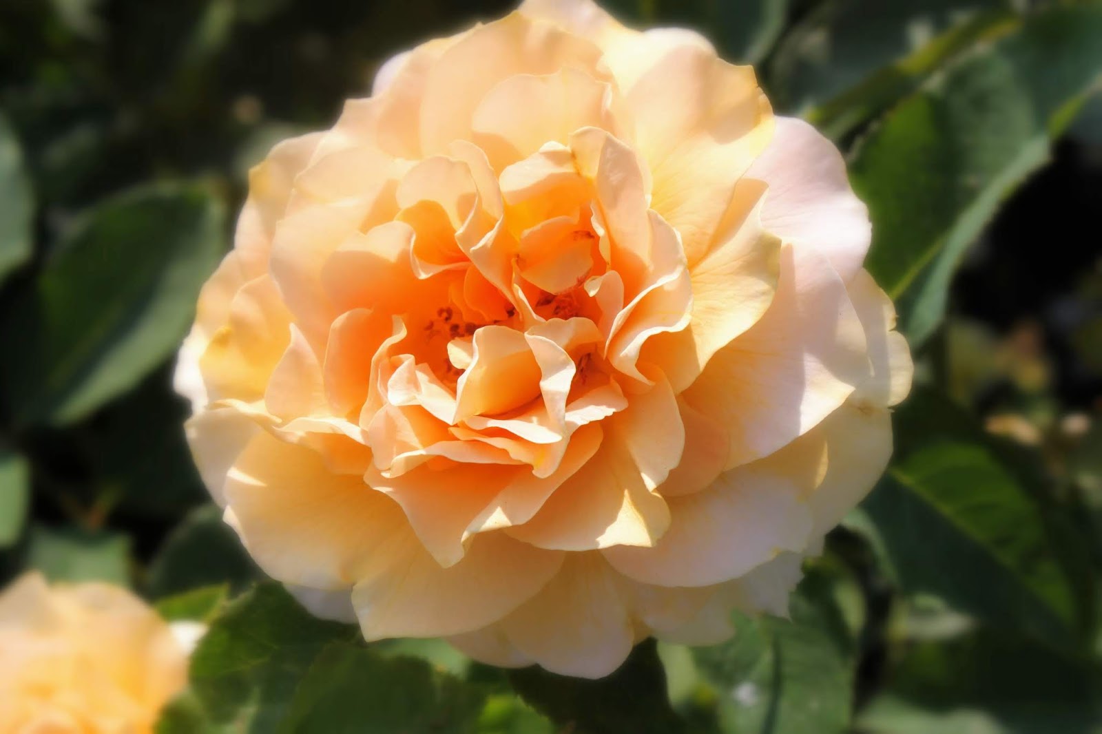 Widow's Endorphins: David Austin, The Godfather of the English Rose