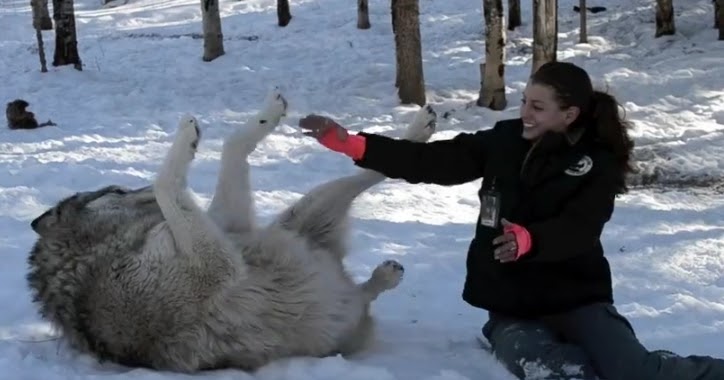 White Wolf : The heartwarming moment the giant timber wolf plays with ...