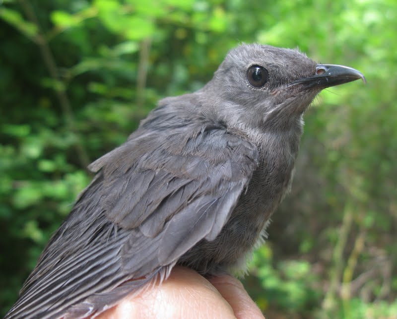 Cape Cod Bander: End of July and Fall migration