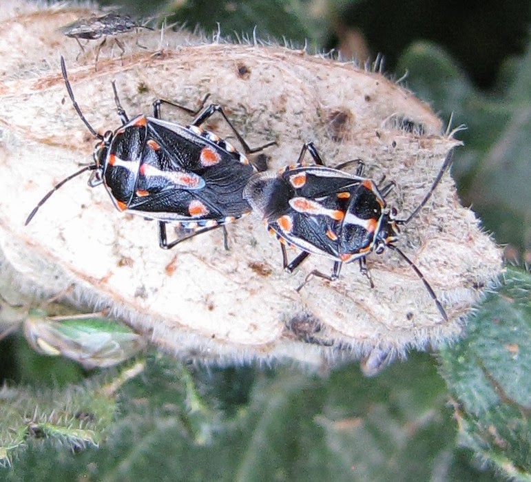 Bug Eric: The Bagrada Bug