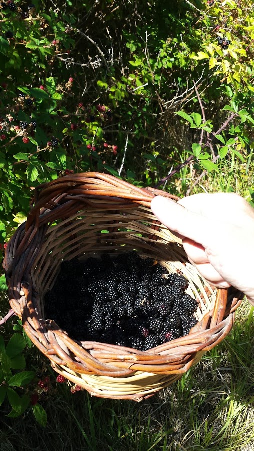 Cassandra's Legacy: Which EROI do we need to collect berries?