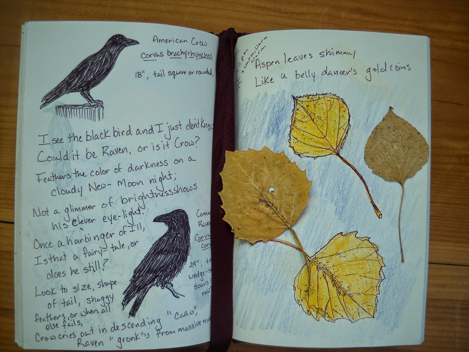 Remains of the Day: Nature Journaling as Meditation