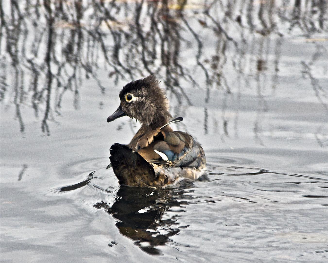 Wild in Pictures: New Fox, Broken Duck, out of season Turtle