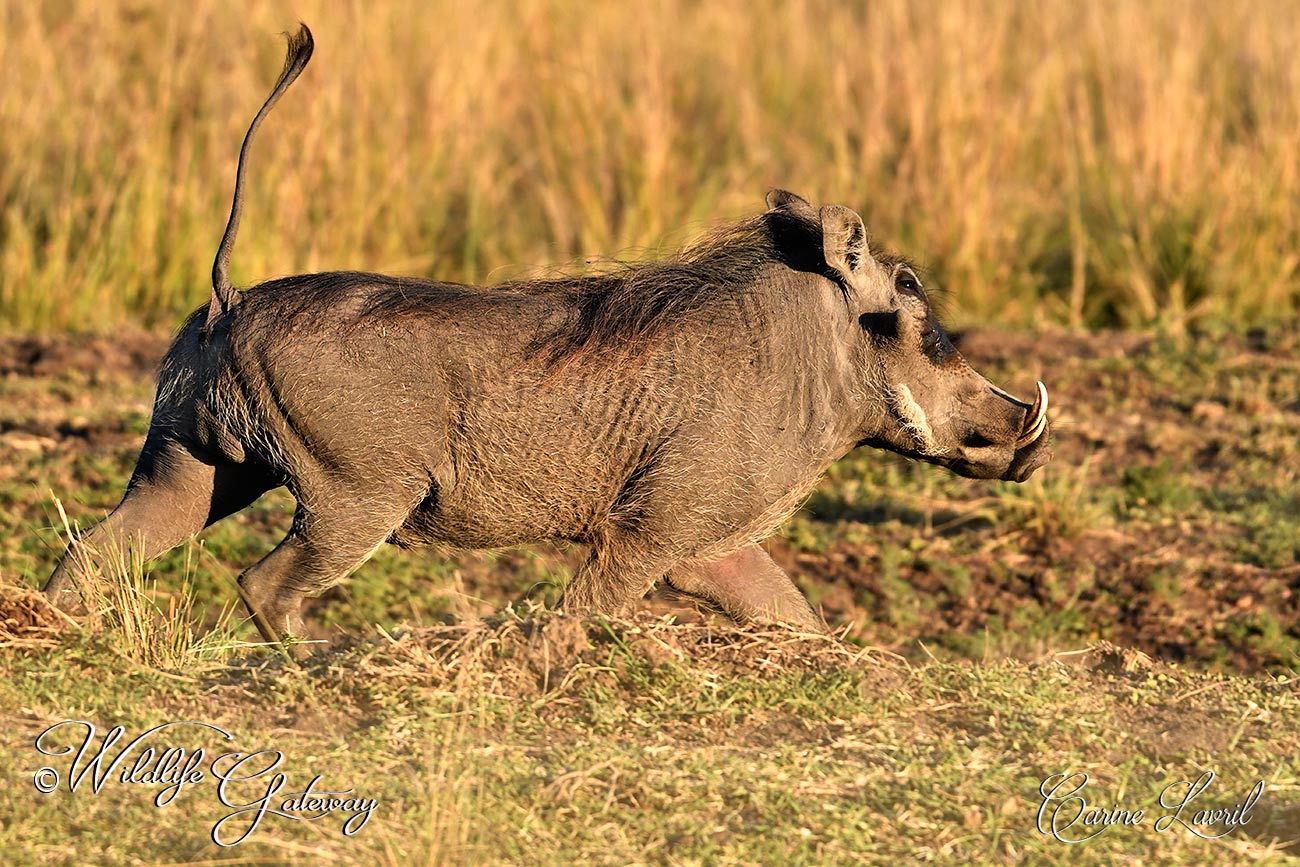 WILDLIFE GATEWAY: Le phacochère, un mal aimé...