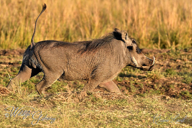 WILDLIFE GATEWAY: Le phacochère, un mal aimé...