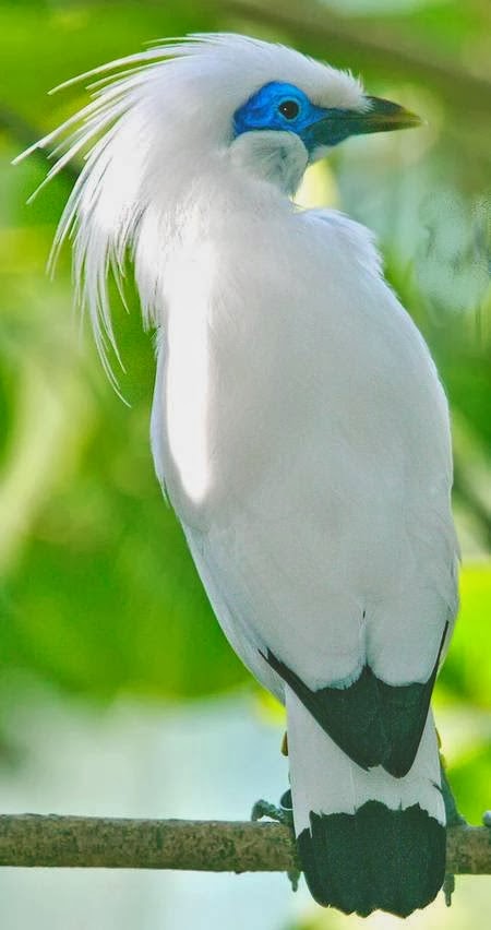 Bali Indonesia Holiday Travels: Jalak Bali - Rare Birth Preserved Urgently