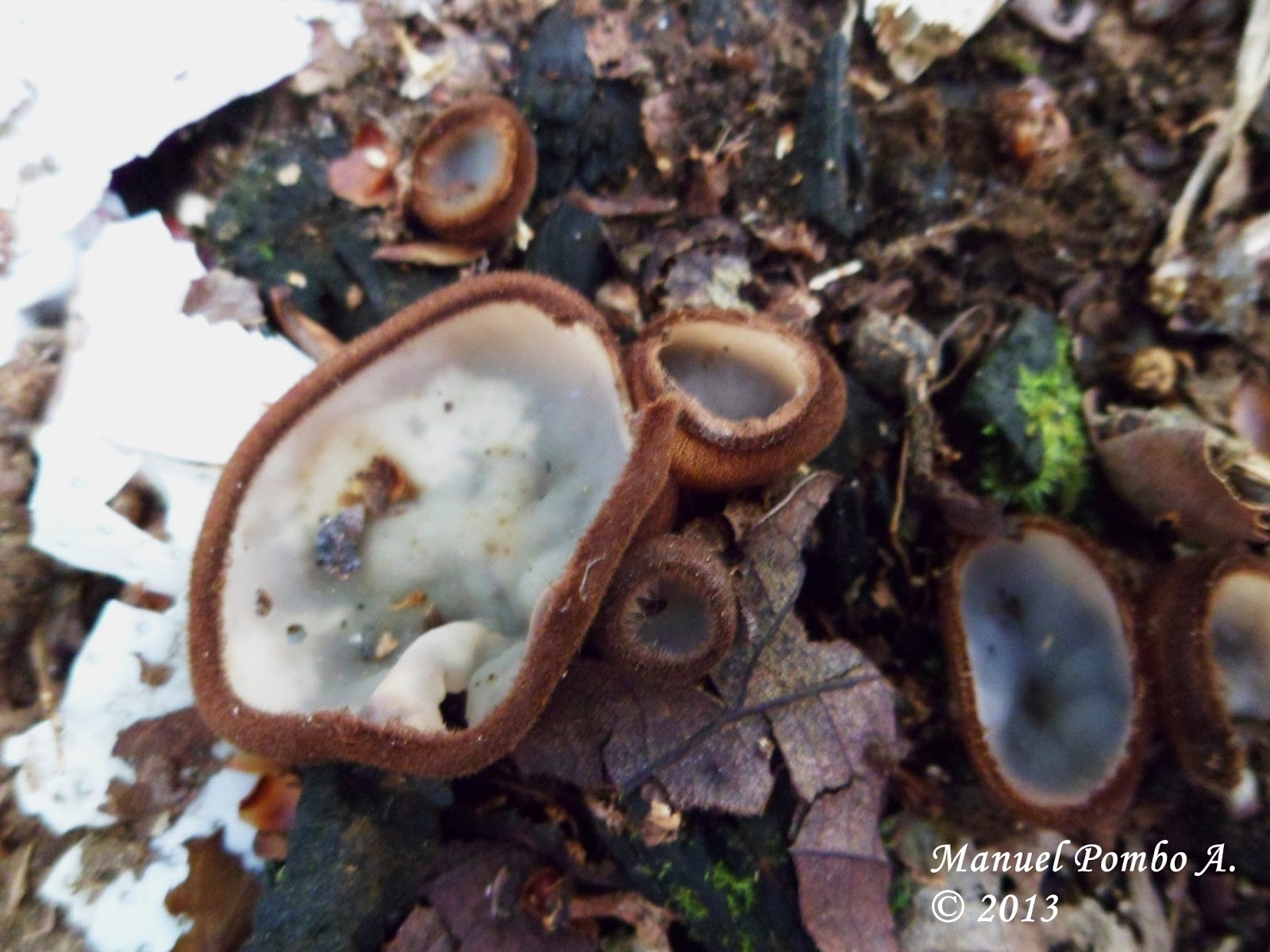 Un micólogo aficionado: junio 2013