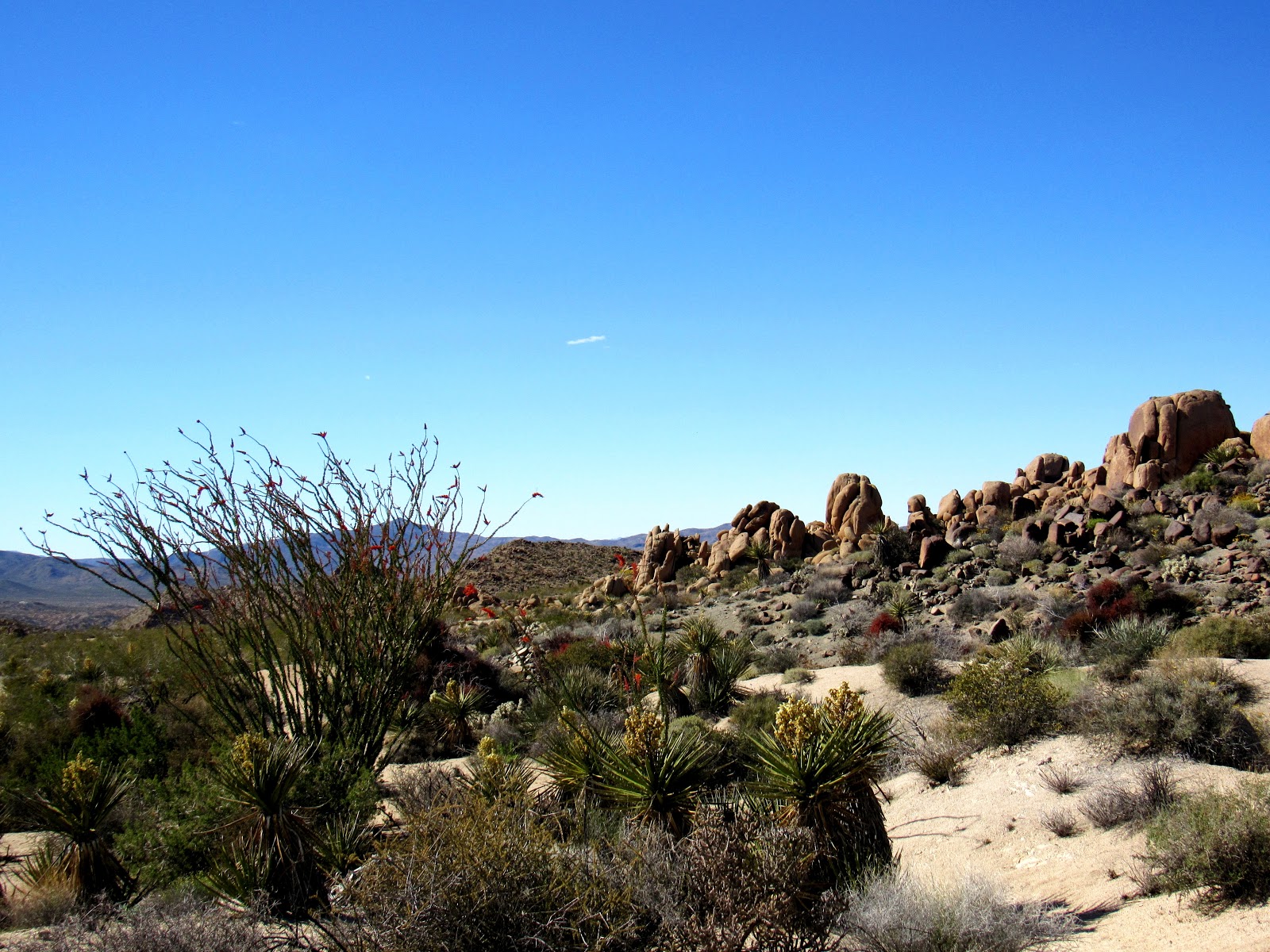 Plant Life of the Colorado Desert