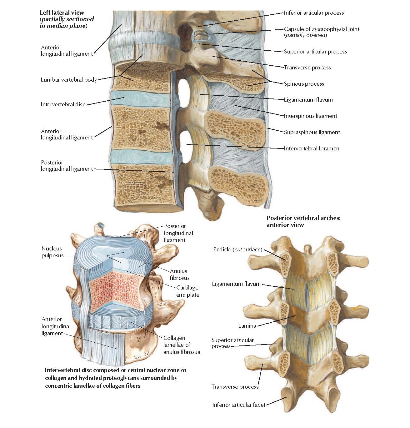 Vertebral Ligaments: Lumbar Region Anatomy - pediagenosis