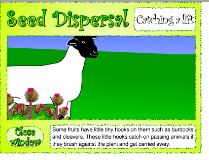 HTS 3rd Grade Technology Blog: Plant Life Cycle