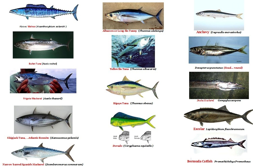 Fishing St Helena Island: Fish Species of St Helena