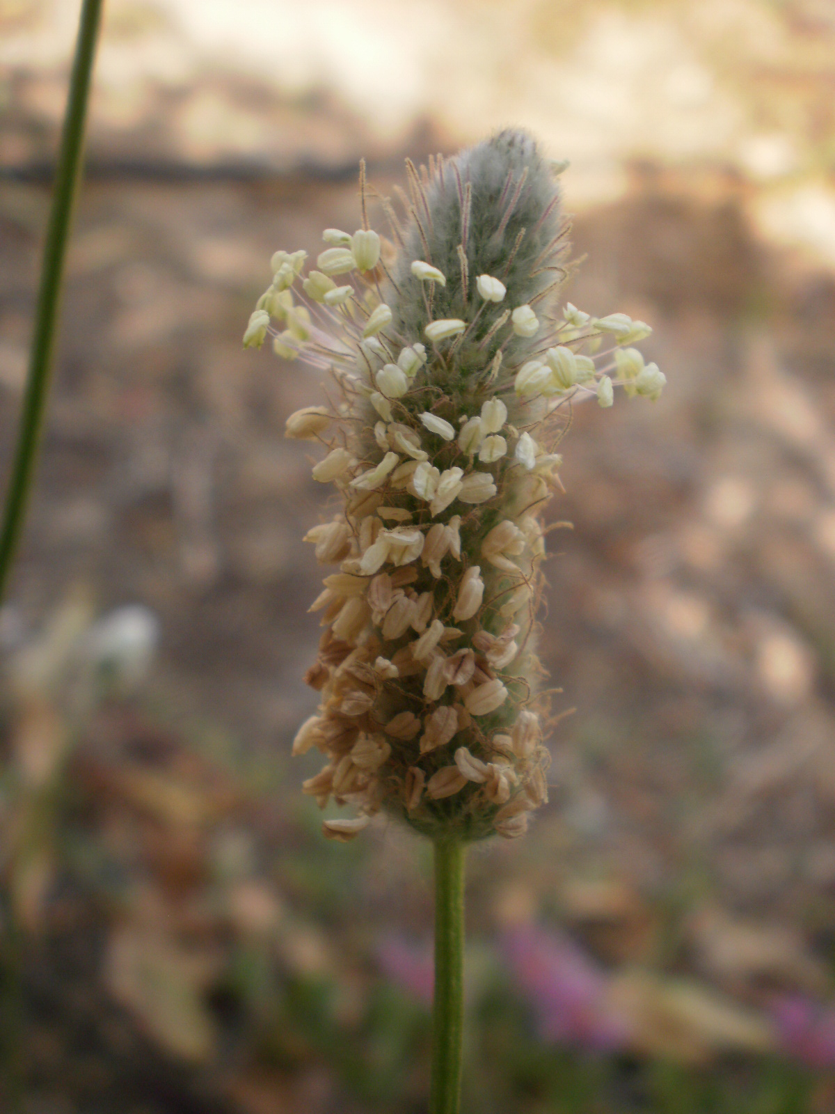Diario de las hierbas de Tindara: 54 – PLANTAGO LAGOPUS. Pié de liebre ...