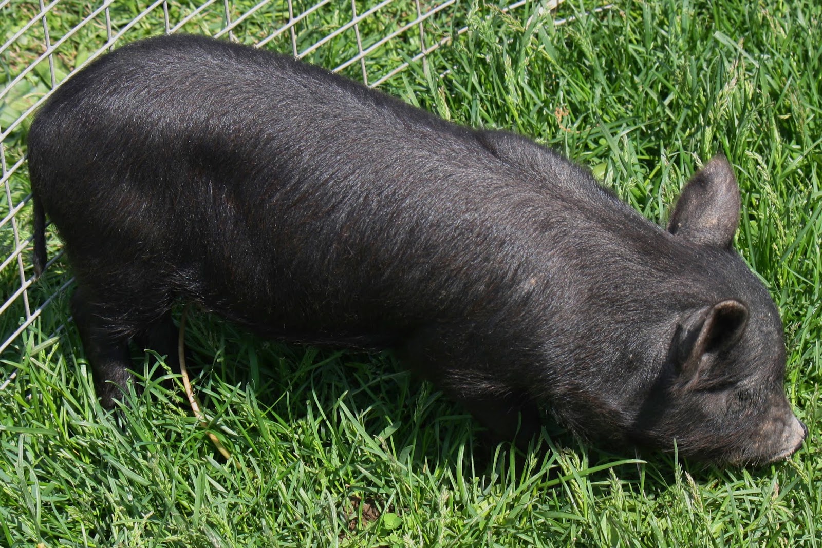 Providence Heritage Farm: Guinea Hogs for Sale!