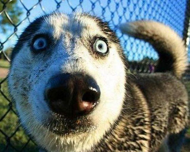 Funny Animals: 20 Animals making funny faces | Amazing Creatures