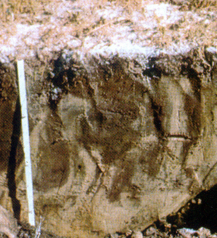 Suelos en geografía: Paisaje en zonas áridas y semiáridas