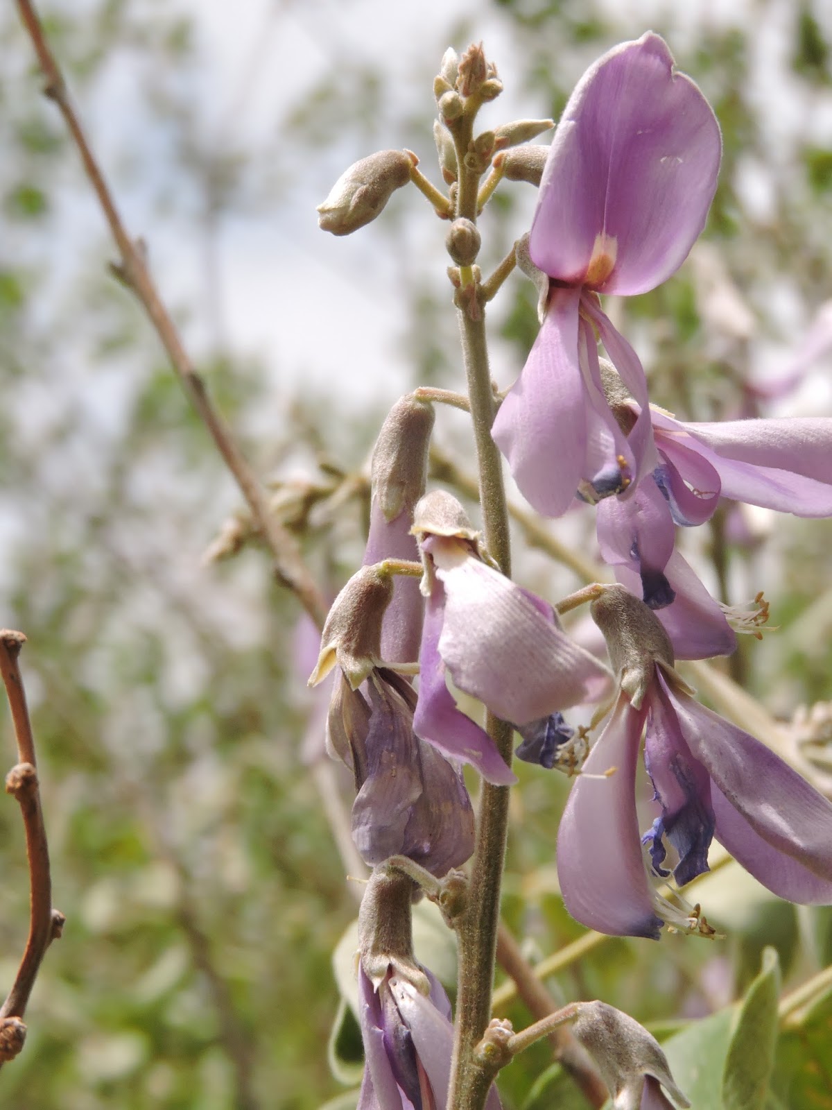 Fabaceae - Leguminosae no Brasil: Fabaceae - Cratylia mollis Mart. ex ...