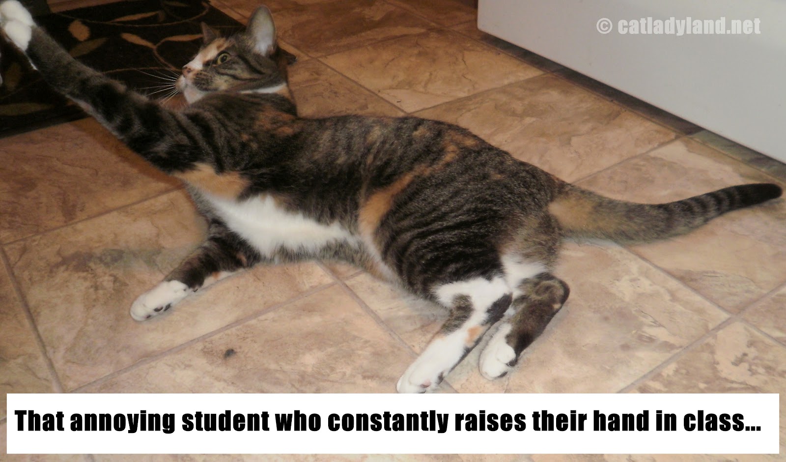 Catladyland: Cats are Funny: Cat is an Annoying Student